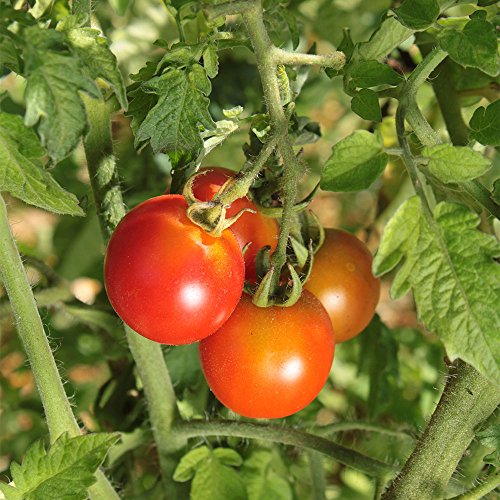 Seeds of Change 6075 Red Cherry Tomato