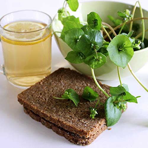 Outsidepride Claytonia Perfoliata Winter Purslane AKA Indian or Miner's Lettuce Herb Garden Plant - 5000 Seeds