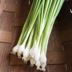 david’s garden seeds bunching onion guardsman fba-2136 (white) 200 non-gmo, open pollinated seeds