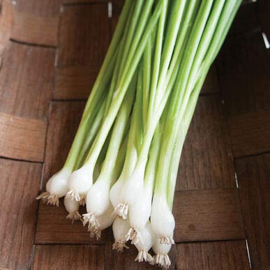 David's Garden Seeds Bunching Onion Guardsman FBA-2136 (White) 200 Non-GMO, Open Pollinated Seeds