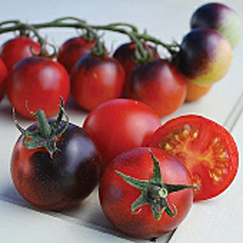 Indigo Cherry Drops Tomato Seeds (20+ Seeds) | Non GMO | Vegetable Fruit Herb Flower Seeds for Planting | Home Garden Greenhouse Pack