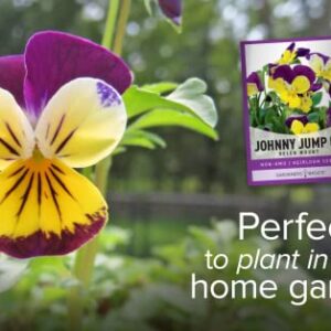 Violet, Johnny Jump Up Flower Seeds for Planting - Flower Seed Packet Annual Flower Open Pollinated, Non-GMO Variety- 1 Gram Seeds Great for Summer Seeds for Flower Gardens by Gardeners Basics