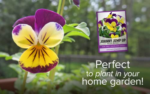 Violet, Johnny Jump Up Flower Seeds for Planting - Flower Seed Packet Annual Flower Open Pollinated, Non-GMO Variety- 1 Gram Seeds Great for Summer Seeds for Flower Gardens by Gardeners Basics