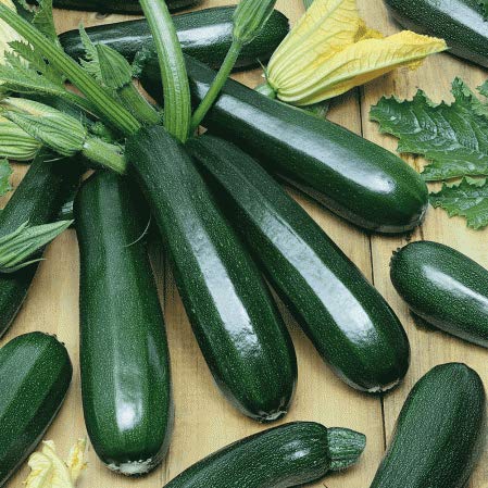 Black Beauty Summer Squash Seeds for Planting, 25+ Heirloom Seeds Per Packet, (Isla's Garden Seeds), Non GMO Seeds, Botanical Name: Cucurbita Pepo, Great Home Garden Gift