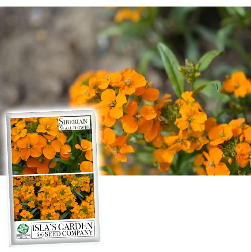 Siberian WallFlower, 400+ Flower Seeds Per Packet, (Isla's Garden Seeds), Non GMO & Heirloom Seeds, Scientific Name: Cheiranthus allionii