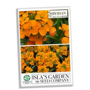 Siberian WallFlower, 400+ Flower Seeds Per Packet, (Isla's Garden Seeds), Non GMO & Heirloom Seeds, Scientific Name: Cheiranthus allionii