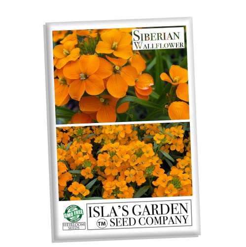 Siberian WallFlower, 400+ Flower Seeds Per Packet, (Isla's Garden Seeds), Non GMO & Heirloom Seeds, Scientific Name: Cheiranthus allionii