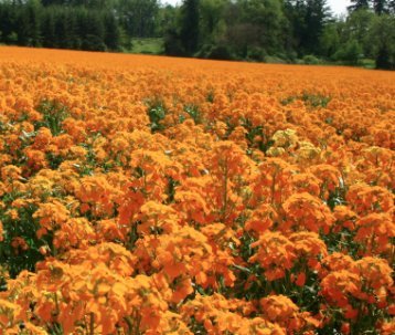 Siberian WallFlower, 400+ Flower Seeds Per Packet, (Isla's Garden Seeds), Non GMO & Heirloom Seeds, Scientific Name: Cheiranthus allionii