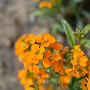 Siberian WallFlower, 400+ Flower Seeds Per Packet, (Isla's Garden Seeds), Non GMO & Heirloom Seeds, Scientific Name: Cheiranthus allionii