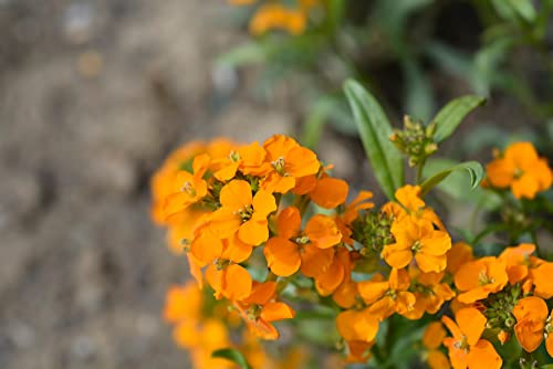 Siberian WallFlower, 400+ Flower Seeds Per Packet, (Isla's Garden Seeds), Non GMO & Heirloom Seeds, Scientific Name: Cheiranthus allionii