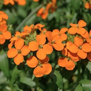 Siberian WallFlower, 400+ Flower Seeds Per Packet, (Isla's Garden Seeds), Non GMO & Heirloom Seeds, Scientific Name: Cheiranthus allionii