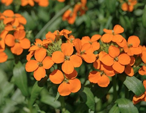 Siberian WallFlower, 400+ Flower Seeds Per Packet, (Isla's Garden Seeds), Non GMO & Heirloom Seeds, Scientific Name: Cheiranthus allionii