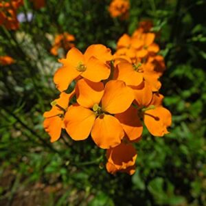 Siberian WallFlower, 400+ Flower Seeds Per Packet, (Isla's Garden Seeds), Non GMO & Heirloom Seeds, Scientific Name: Cheiranthus allionii