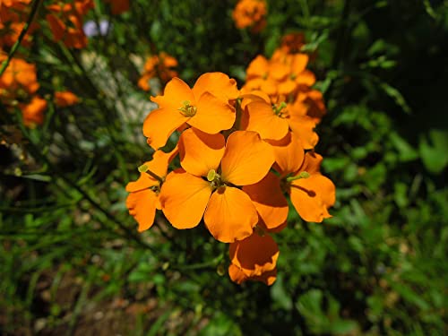 Siberian WallFlower, 400+ Flower Seeds Per Packet, (Isla's Garden Seeds), Non GMO & Heirloom Seeds, Scientific Name: Cheiranthus allionii