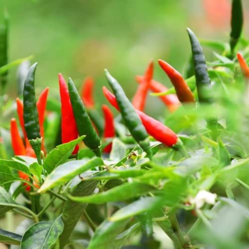 50 Thai Hot Pepper Seeds Planting Ornaments Perennial Garden Simple to Grow Pot Gifts