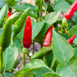 50 Thai Hot Pepper Seeds Planting Ornaments Perennial Garden Simple to Grow Pot Gifts