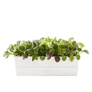 miracle-gro garden to go mesclun greens mix – all-in-one garden kit