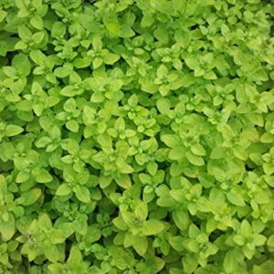 TKE Farms - Marjoram Seeds for Planting, 500 mg approxi. 2000 Seeds, Origanum majorana