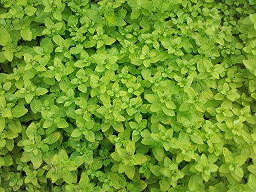 TKE Farms - Marjoram Seeds for Planting, 500 mg approxi. 2000 Seeds, Origanum majorana