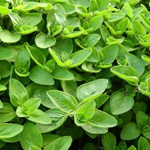 TKE Farms - Marjoram Seeds for Planting, 500 mg approxi. 2000 Seeds, Origanum majorana