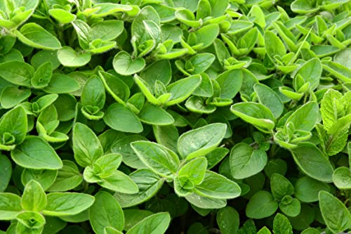 TKE Farms - Marjoram Seeds for Planting, 500 mg approxi. 2000 Seeds, Origanum majorana