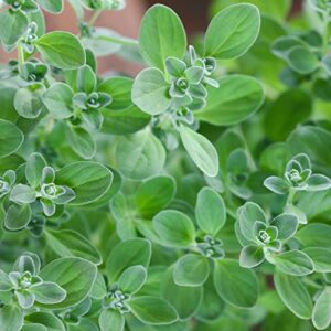 TKE Farms - Marjoram Seeds for Planting, 500 mg approxi. 2000 Seeds, Origanum majorana