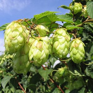 qauzuy garden 20 hops seeds perennial common hop humulus lupulus vine seeds- organic non-gmo seeds- grow fast hardy plant in garden home yard outdoor