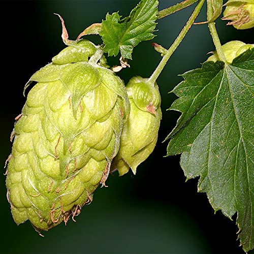 QAUZUY GARDEN 20 Hops Seeds Perennial Common Hop Humulus Lupulus Vine Seeds- Organic Non-GMO Seeds- Grow Fast Hardy Plant in Garden Home Yard Outdoor