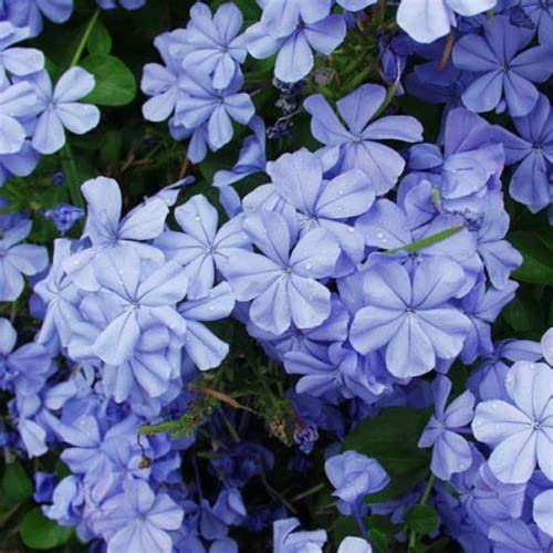 CHUXAY GARDEN Plumbago Auriculata Seed,Cape Leadwort,Cape Plumbago, Leaderwort 10 Seeds Lovely Blue Flowering Plant Grows in Garden and Pots Easy Care