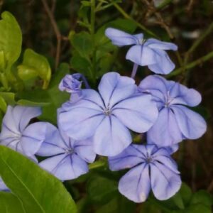 CHUXAY GARDEN Plumbago Auriculata Seed,Cape Leadwort,Cape Plumbago, Leaderwort 10 Seeds Lovely Blue Flowering Plant Grows in Garden and Pots Easy Care