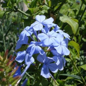 CHUXAY GARDEN Plumbago Auriculata Seed,Cape Leadwort,Cape Plumbago, Leaderwort 10 Seeds Lovely Blue Flowering Plant Grows in Garden and Pots Easy Care