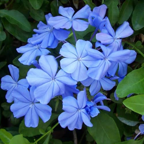 CHUXAY GARDEN Plumbago Auriculata Seed,Cape Leadwort,Cape Plumbago, Leaderwort 10 Seeds Lovely Blue Flowering Plant Grows in Garden and Pots Easy Care