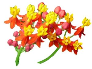 bloodflower milkweed seeds monarch butterfly weed blood flower #212 (80+ seeds, or 1/2 gram)