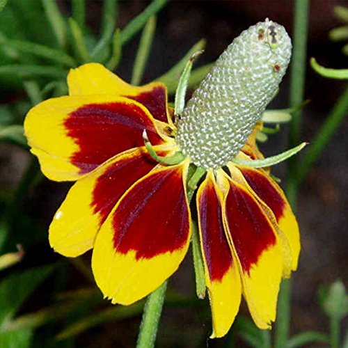 Mexican Hat Wild Flower Garden Seeds - 1 g Packet ~1800 Seeds - Perennial Wildflower Gardening Seeds - ratibida columnaris Forma pulcherrima