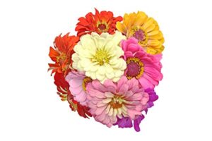 zinnia flower seeds mixed bulk california giant packet of 800 seeds!