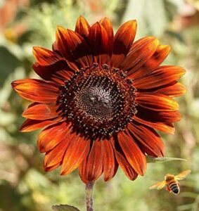 velvet queen sunflower seeds stunning red orange flowerss bin41 (70+ seeds, or 2 grams)