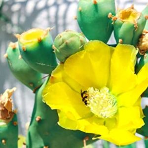 Prickly Pear Cactus Plant, Spineless Prickly Pear Cactus Rooted for Growing, 4 Inc to 7 Inc Long, Succulents Plants Live