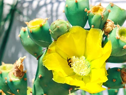 Prickly Pear Cactus Plant, Spineless Prickly Pear Cactus Rooted for Growing, 4 Inc to 7 Inc Long, Succulents Plants Live