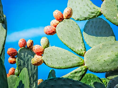 Prickly Pear Cactus Plant, Spineless Prickly Pear Cactus Rooted for Growing, 4 Inc to 7 Inc Long, Succulents Plants Live