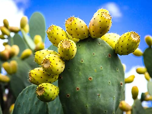 Prickly Pear Cactus Plant, Spineless Prickly Pear Cactus Rooted for Growing, 4 Inc to 7 Inc Long, Succulents Plants Live