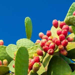 Prickly Pear Cactus Plant, Spineless Prickly Pear Cactus Rooted for Growing, 4 Inc to 7 Inc Long, Succulents Plants Live