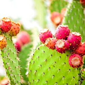 Prickly Pear Cactus Plant, Spineless Prickly Pear Cactus Rooted for Growing, 4 Inc to 7 Inc Long, Succulents Plants Live