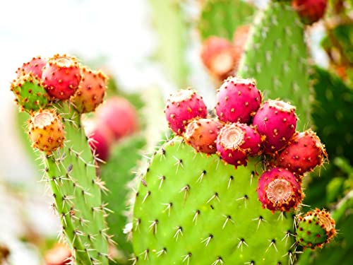 Prickly Pear Cactus Plant, Spineless Prickly Pear Cactus Rooted for Growing, 4 Inc to 7 Inc Long, Succulents Plants Live