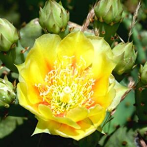 Prickly Pear Cactus Plant, Spineless Prickly Pear Cactus Rooted for Growing, 4 Inc to 7 Inc Long, Succulents Plants Live