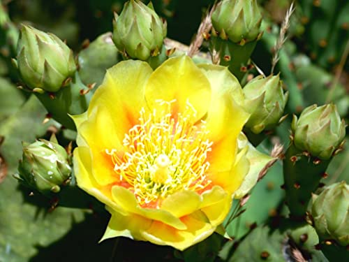 Prickly Pear Cactus Plant, Spineless Prickly Pear Cactus Rooted for Growing, 4 Inc to 7 Inc Long, Succulents Plants Live