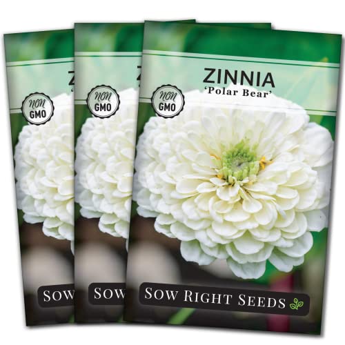 Sow Right Seeds - Zinnia Polar Bear Flower Seeds for Planting - Beautiful Flowers to Plant in Your Home Garden - Non-GMO Heirloom Seeds - White Blooms Attract Pollinators - Great Gardening Gift (3)