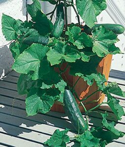 david’s garden seeds cucumber slicing spacemaster 9321 (green) 50 non-gmo, heirloom seeds