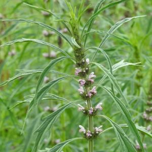 chuxay garden 40 seeds leonurus japonicus,oriental motherwort,chinese motherwort annual herb flowering plant grow fast grows in garden and pots