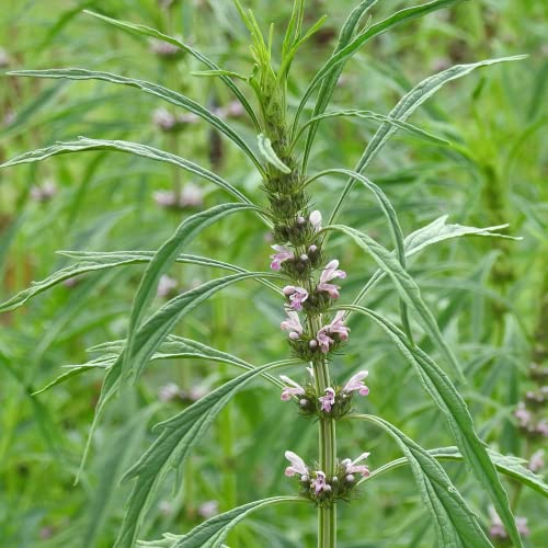 CHUXAY GARDEN 40 Seeds Leonurus Japonicus,Oriental Motherwort,Chinese Motherwort Annual Herb Flowering Plant Grow Fast Grows in Garden and pots