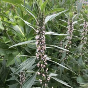 CHUXAY GARDEN 40 Seeds Leonurus Japonicus,Oriental Motherwort,Chinese Motherwort Annual Herb Flowering Plant Grow Fast Grows in Garden and pots